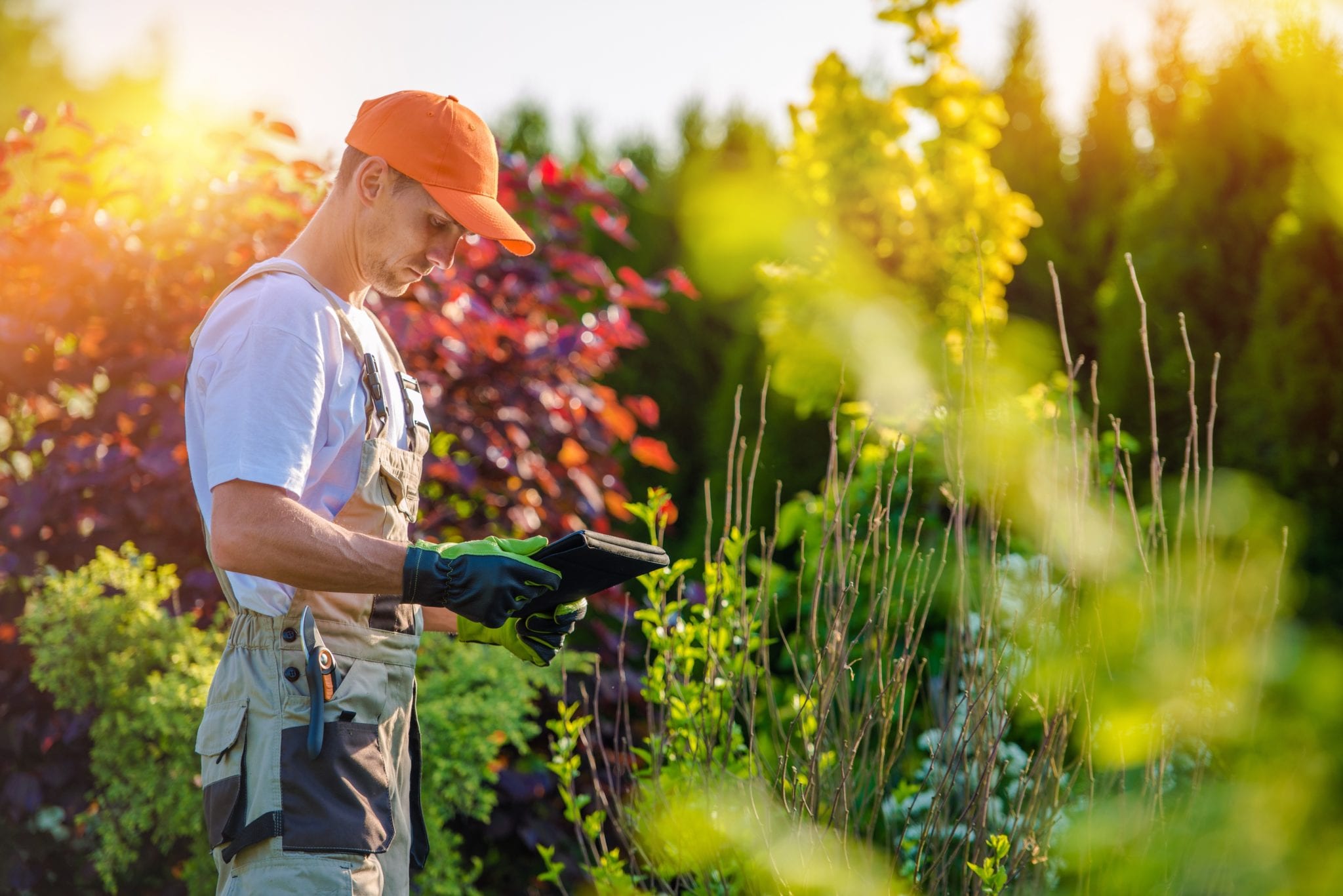 Lawn Care Programs Denver CO Grass Lawn Care Services lawn-care-programs-denver-co-grass-lawn-care-services