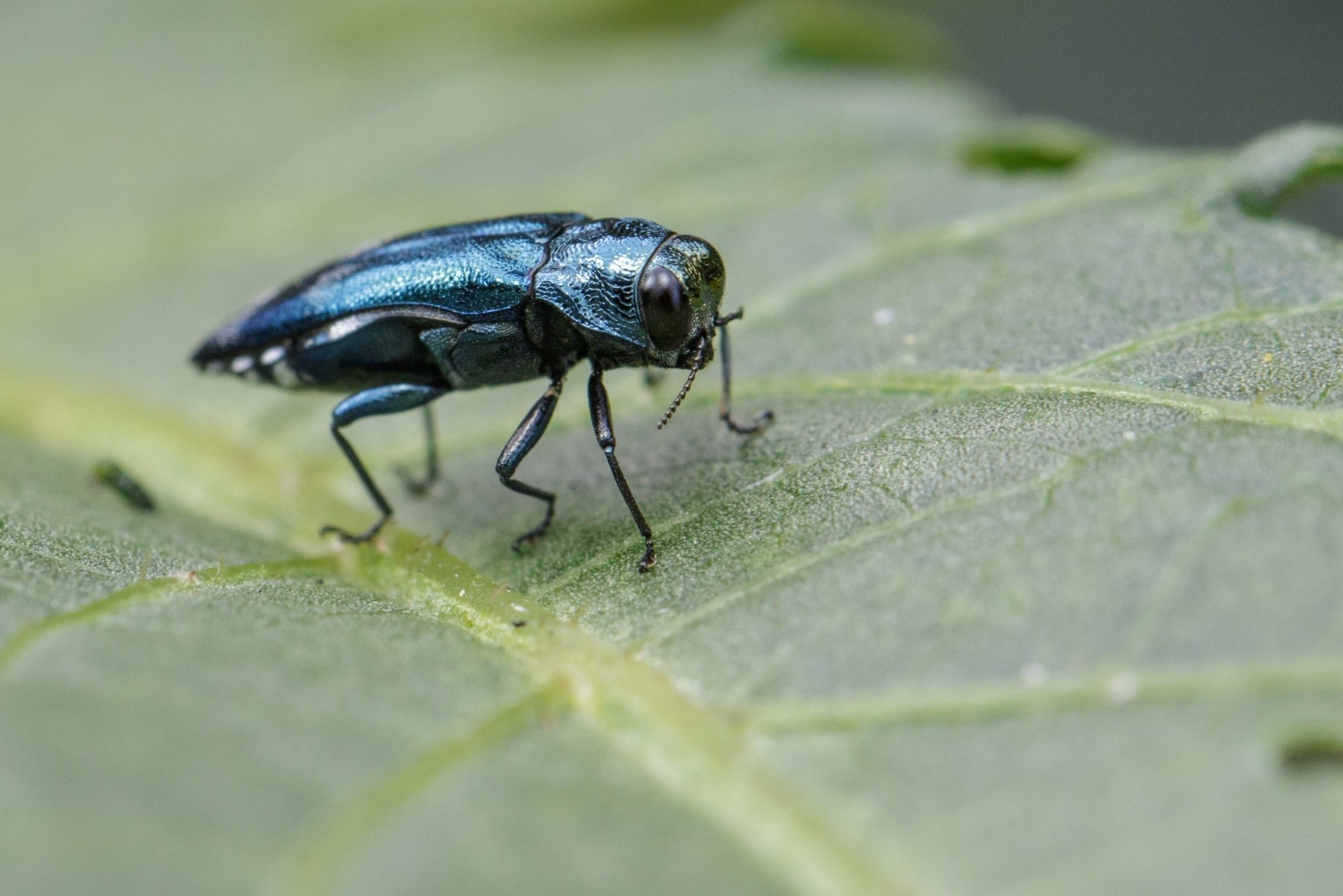 Ash Borer Treatment Denver, CO | Ash Borer Insect Control