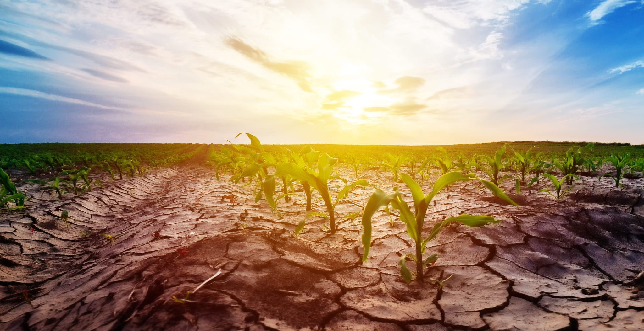 Drought Prevention Denver, CO | Lawn Fertilization | Lawn Care