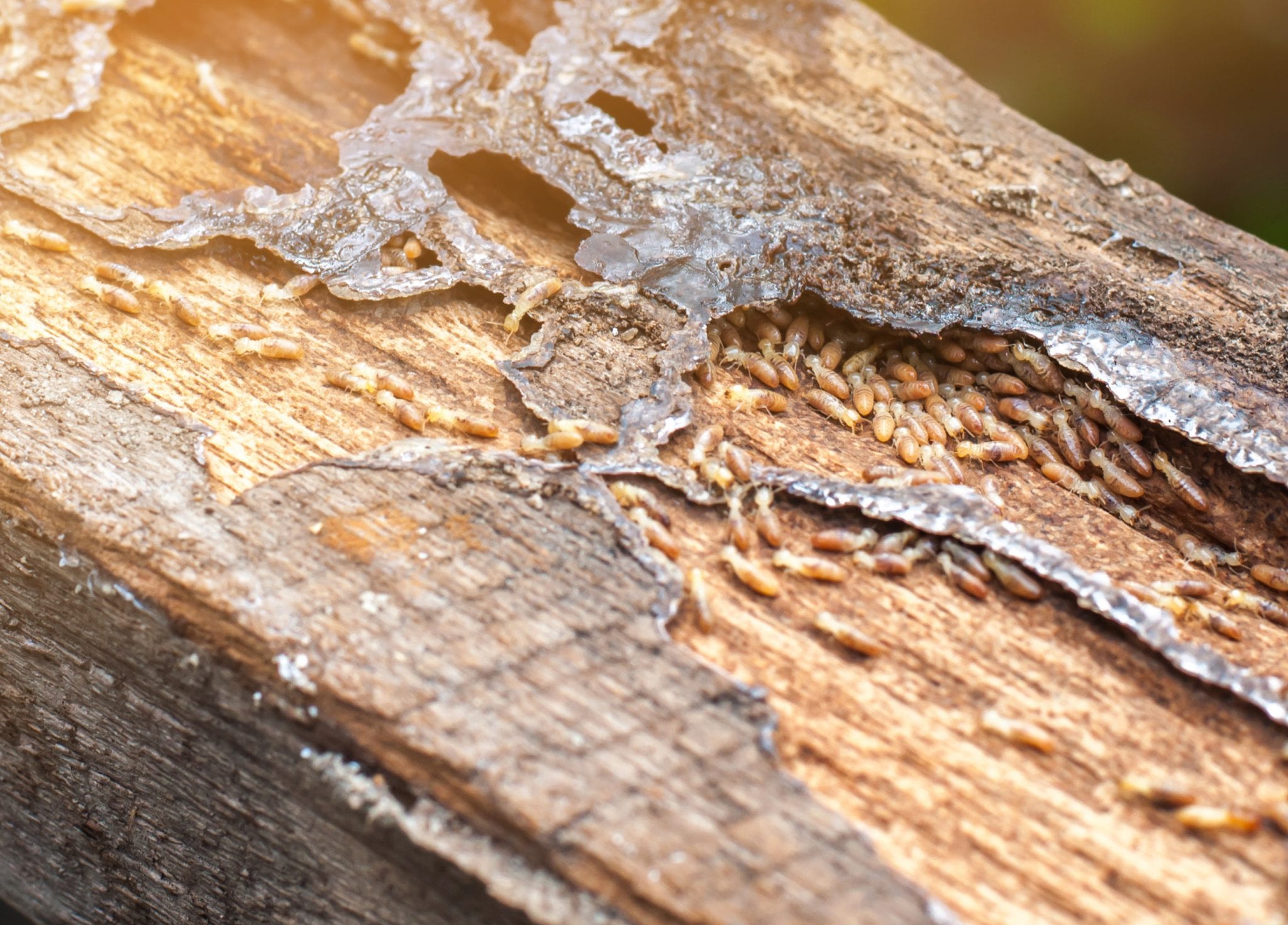 Tree Insect Treatment Denver, CO | Tree Insect Control